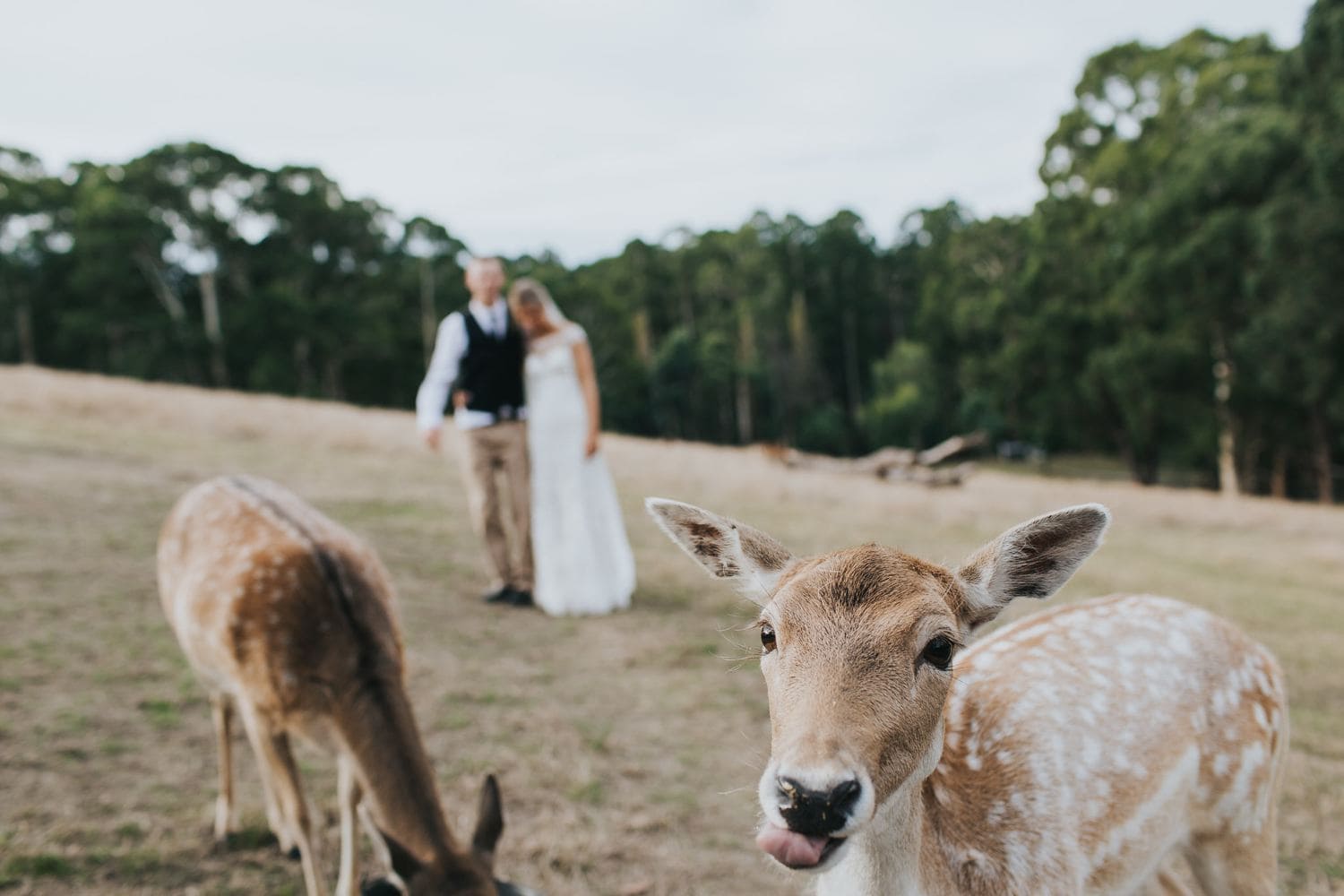 5 Unique Wedding Venues in The Dandeong Ranges. Updated for 2021.